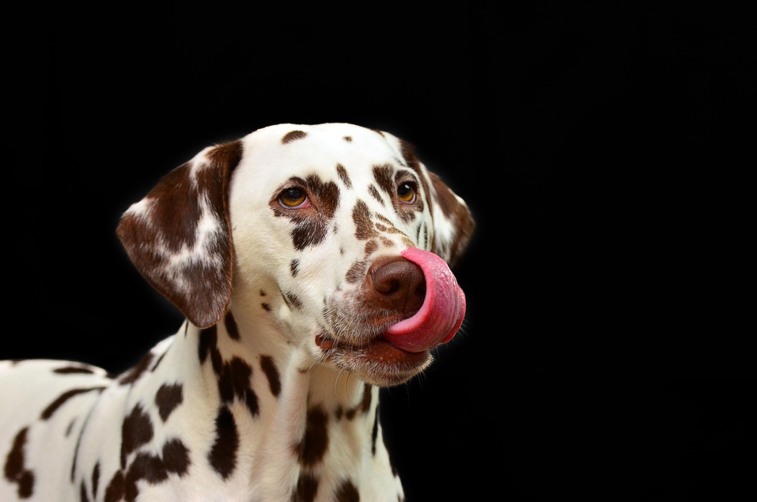 Famous Dogs: 10 of the Most Identifiable Dogs
