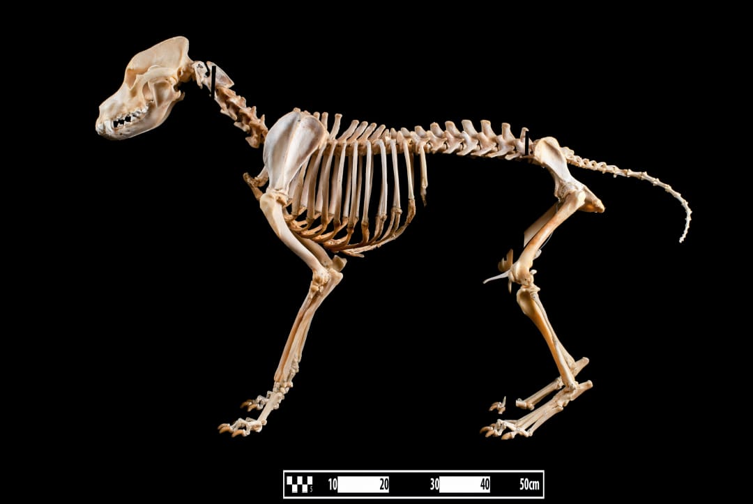 All Your Dog Skeleton Questions Answered