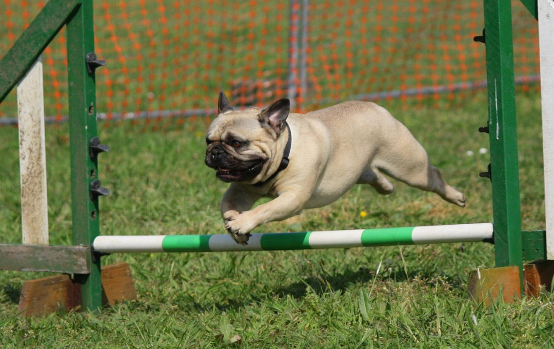 Flyball: What is Flyball for Dogs?