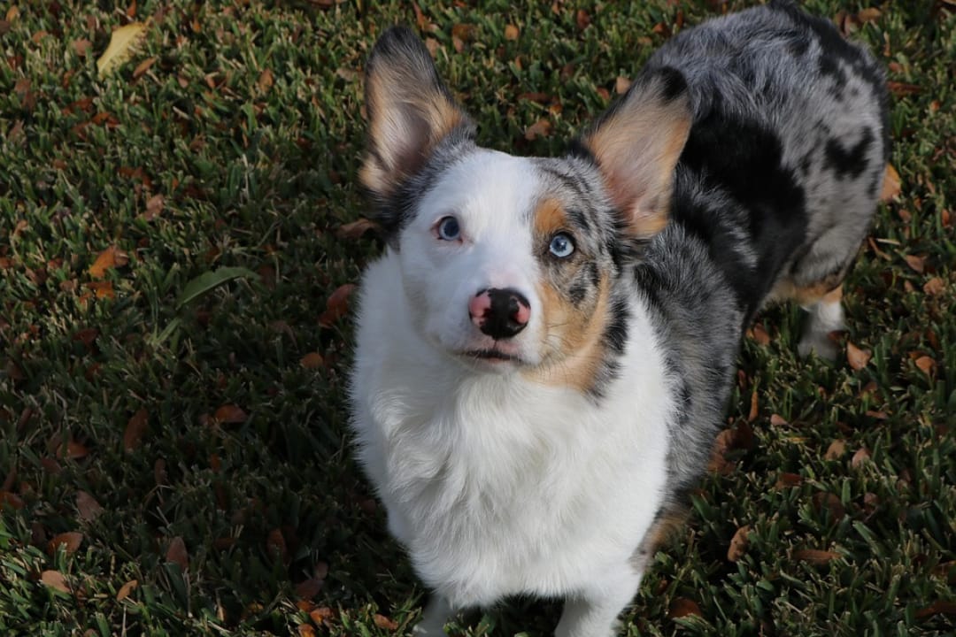 Aussie Corgi Mix Puppies