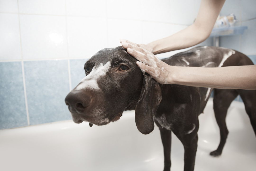 Dogs Coat is Dull: How to Revitalise