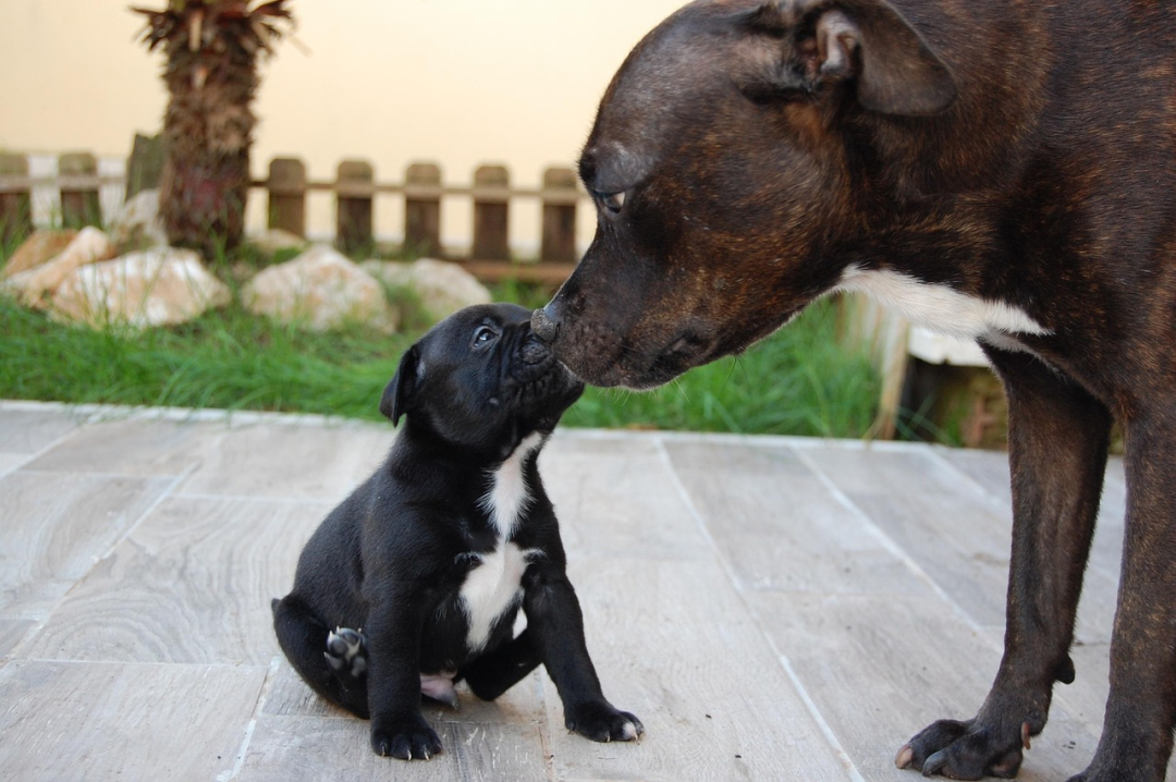 Maternal Instincts in Dogs: How Mum’s Bring Up Puppies