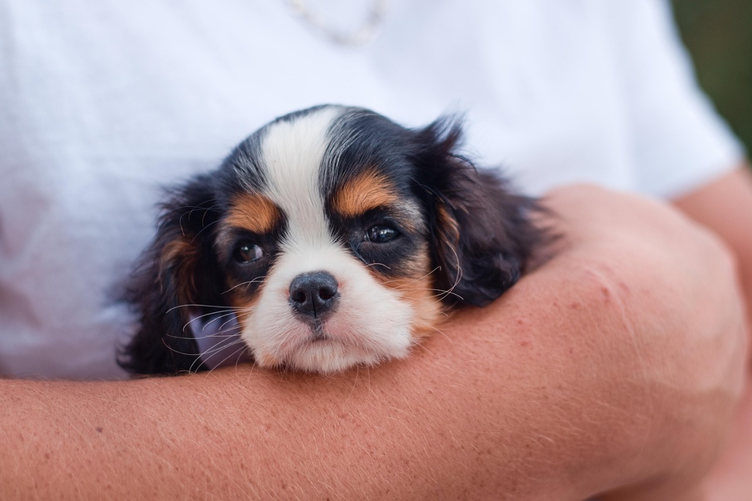 Puppy Mills: Heart Breaking Statistics to Consider