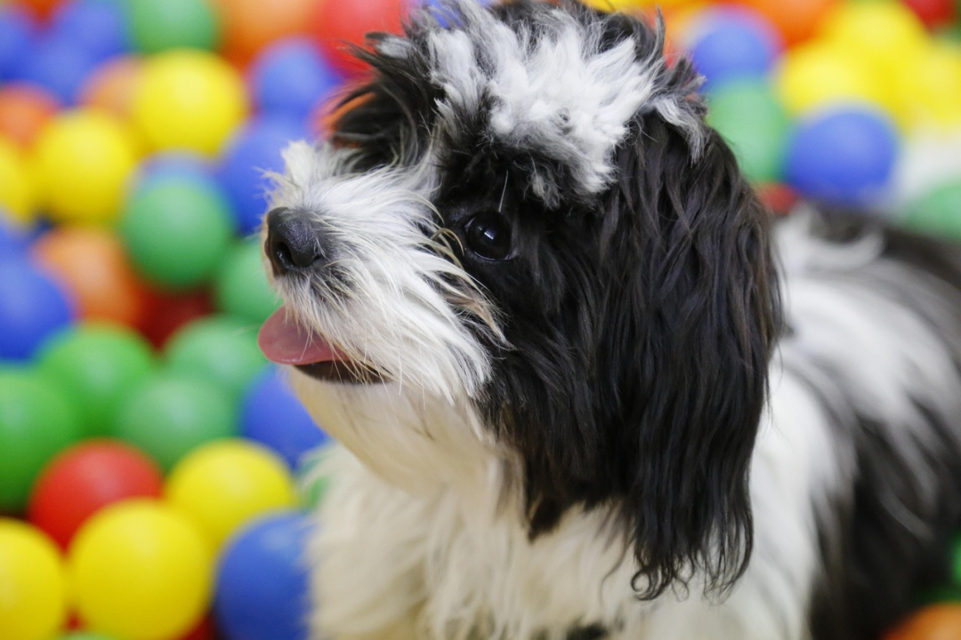 Dog Breeding YouTube Channel: Pros & Cons