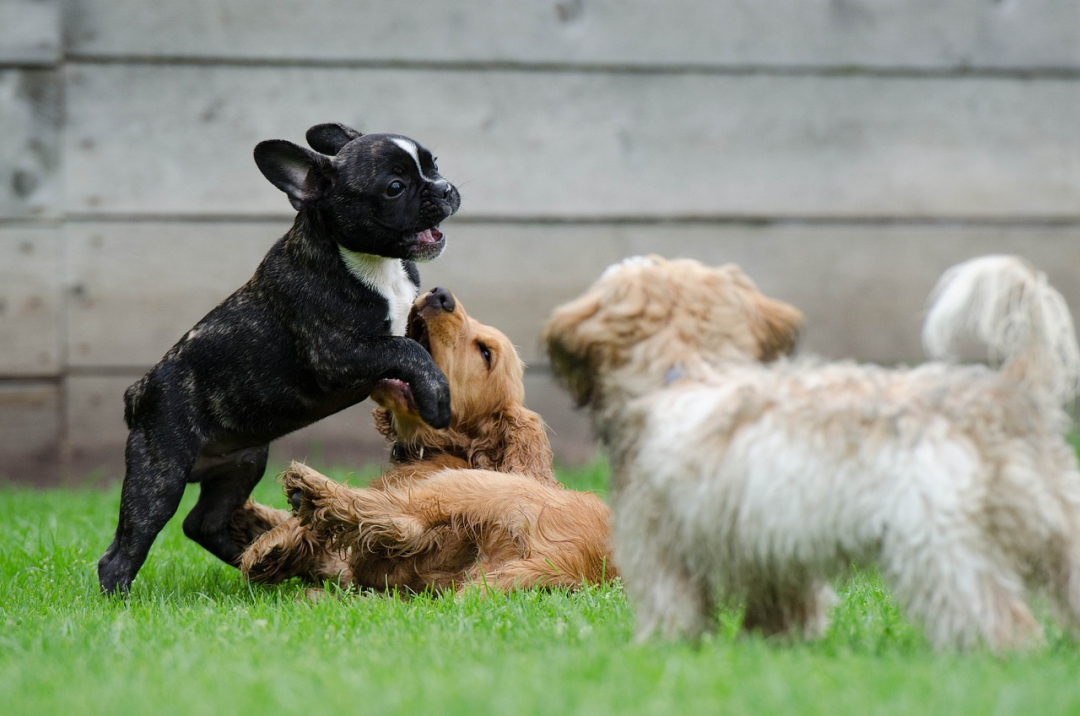Dog Breeding Profits: Does Increasing Puppies Improve Profits?