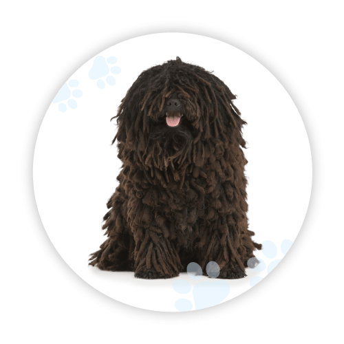 Medium Sized Hypoallergenic Dogs