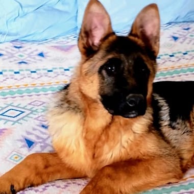 German Shepherd Breeders in Washington with Puppies for Sale | PuppyHero