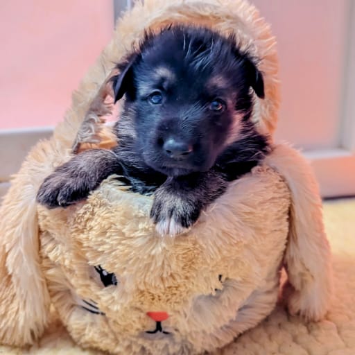 Red Boy | German Shepherd Puppy for Sale in Pennsylvania | PuppyHero