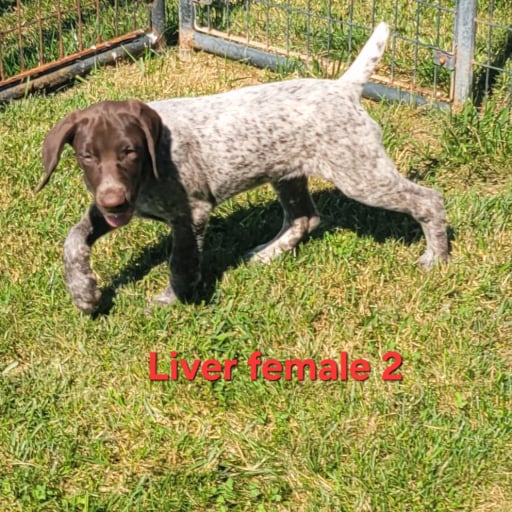 Liver Female 2 | German Shorthaired Pointer Puppy for Sale in Ohio ...