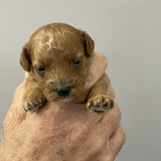 AKC Toy Poodle (male) | Poodle Puppy for Sale in Florida | PuppyHero