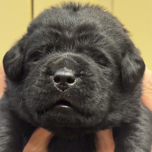 Gold Collar | Labrador Retriever Puppy for Sale in Florida | PuppyHero
