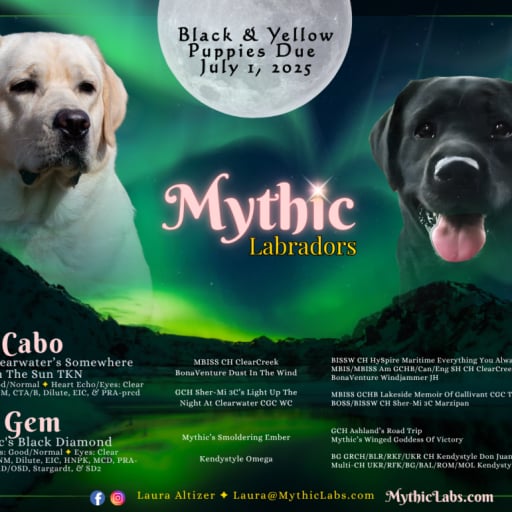 Yellow Collar | Labrador Retriever Puppy for Sale in Florida | PuppyHero