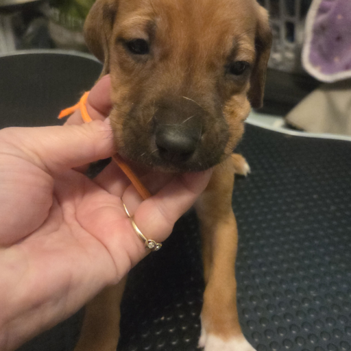 Neon Orange Female | Rhodesian Ridgeback Puppy for Sale in Tennessee ...