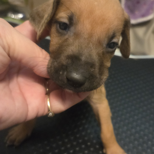 No Collar Male | Rhodesian Ridgeback Puppy for Sale in Tennessee ...