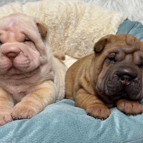 CASPER | Chinese Shar-Pei Puppy for Sale in Oregon | PuppyHero