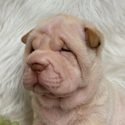 CASPER | Chinese Shar-Pei Puppy for Sale in Oregon | PuppyHero