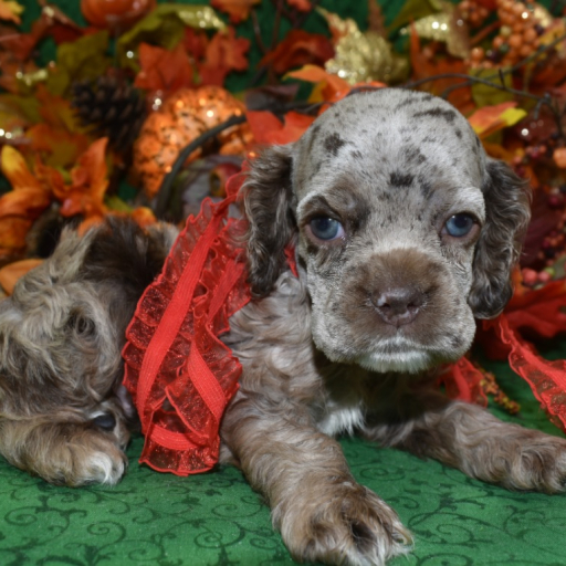 AKC Benson Chocolate Tan Merle American Cocker Spaniel Puppy | Cocker ...