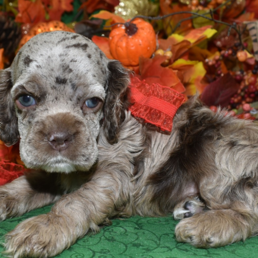 AKC Benson Chocolate Tan Merle American Cocker Spaniel Puppy | Cocker ...