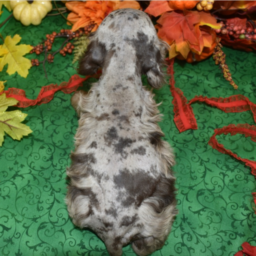 AKC Benson Chocolate Tan Merle American Cocker Spaniel Puppy | Cocker ...