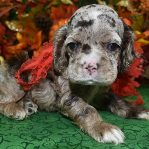 AKC Biscuit Chocolate Tan Merle American Cocker Spaniel Puppy | Cocker ...