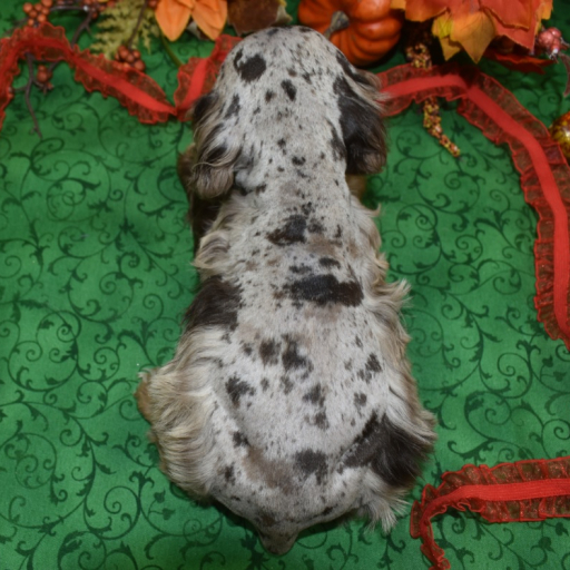 AKC Biscuit Chocolate Tan Merle American Cocker Spaniel Puppy | Cocker ...