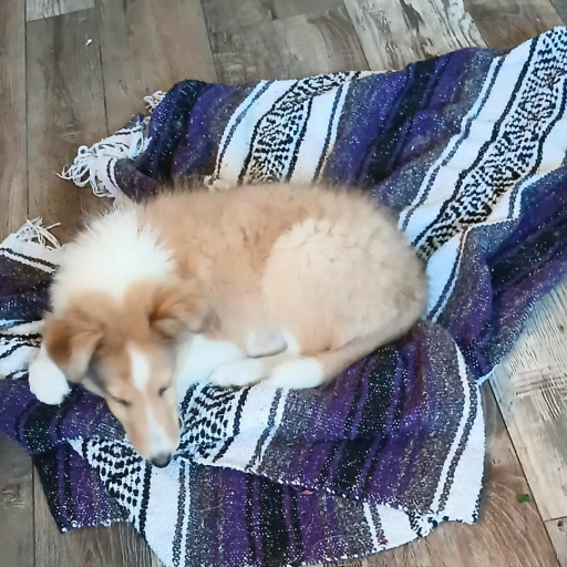 Romulus | Collie Puppy for Sale in Washington | PuppyHero