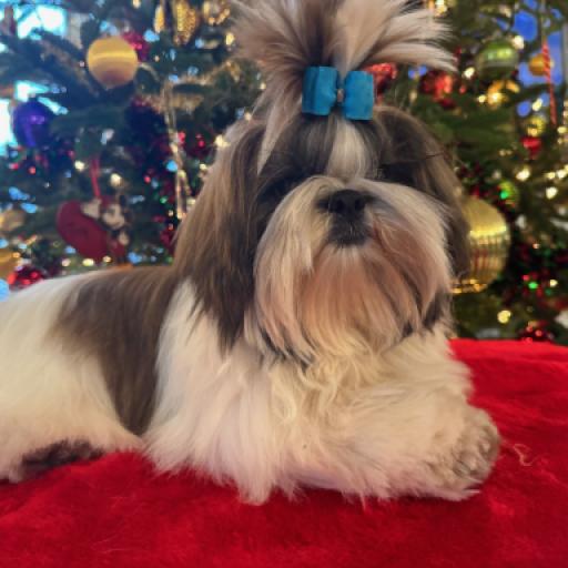 Shih Tzu Breeders in Missouri with Puppies for Sale | PuppyHero